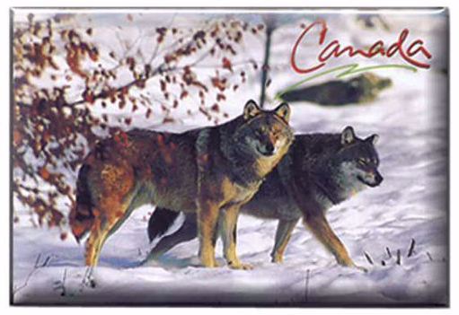 Two Canadian Wolves in the Snow - Photo Magnet - Made In Canada Gifts